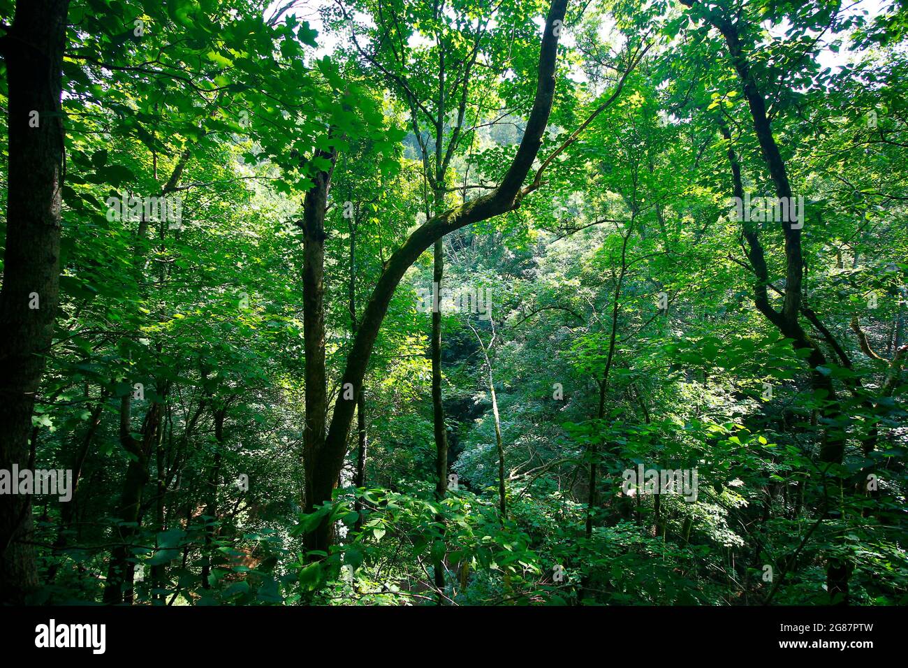 Views from the Cedar Sink Trail, Mammoth Cave National Park, Kentucky ...