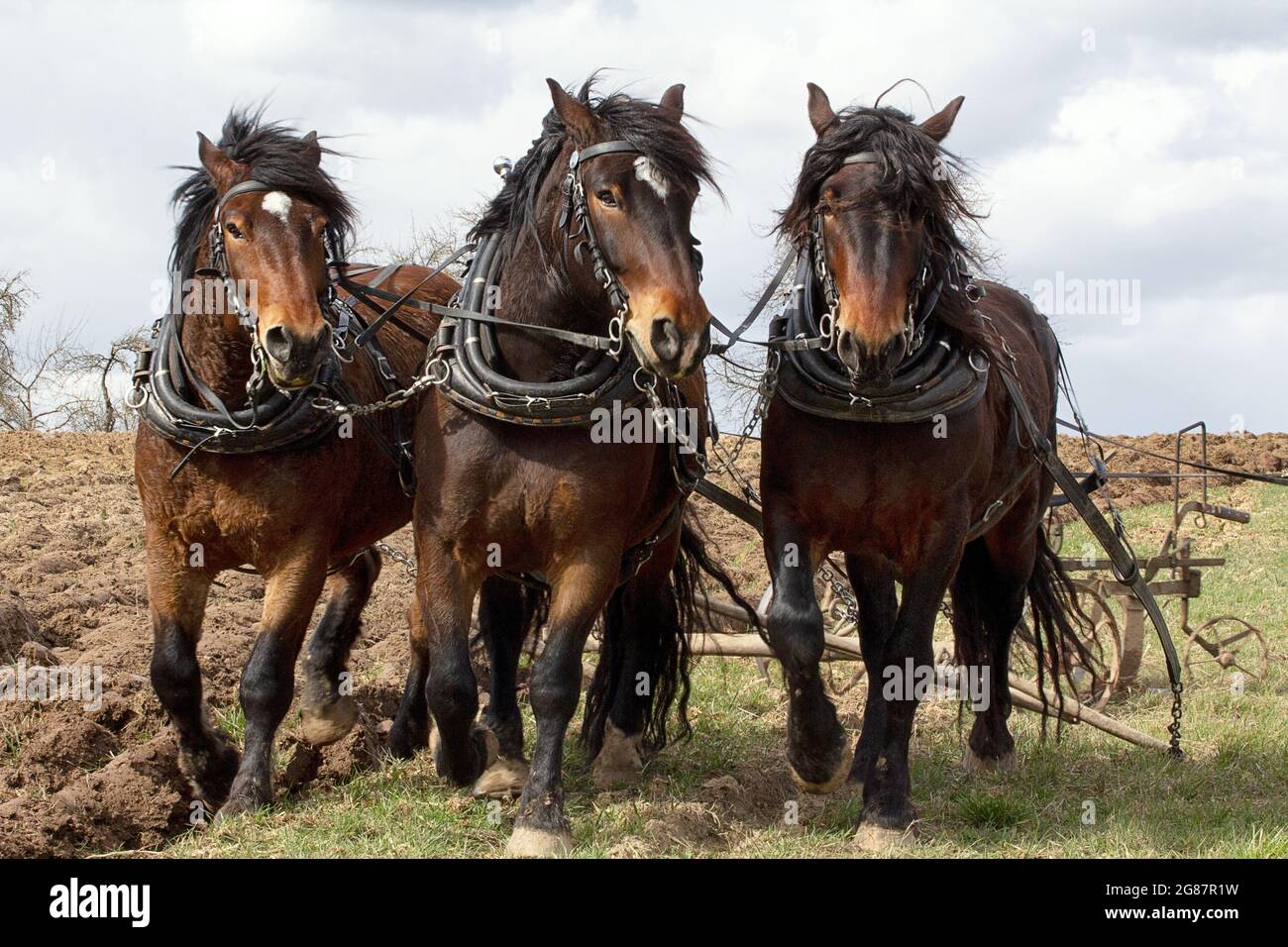 three horses in front of a plough Stock Photo - Alamy