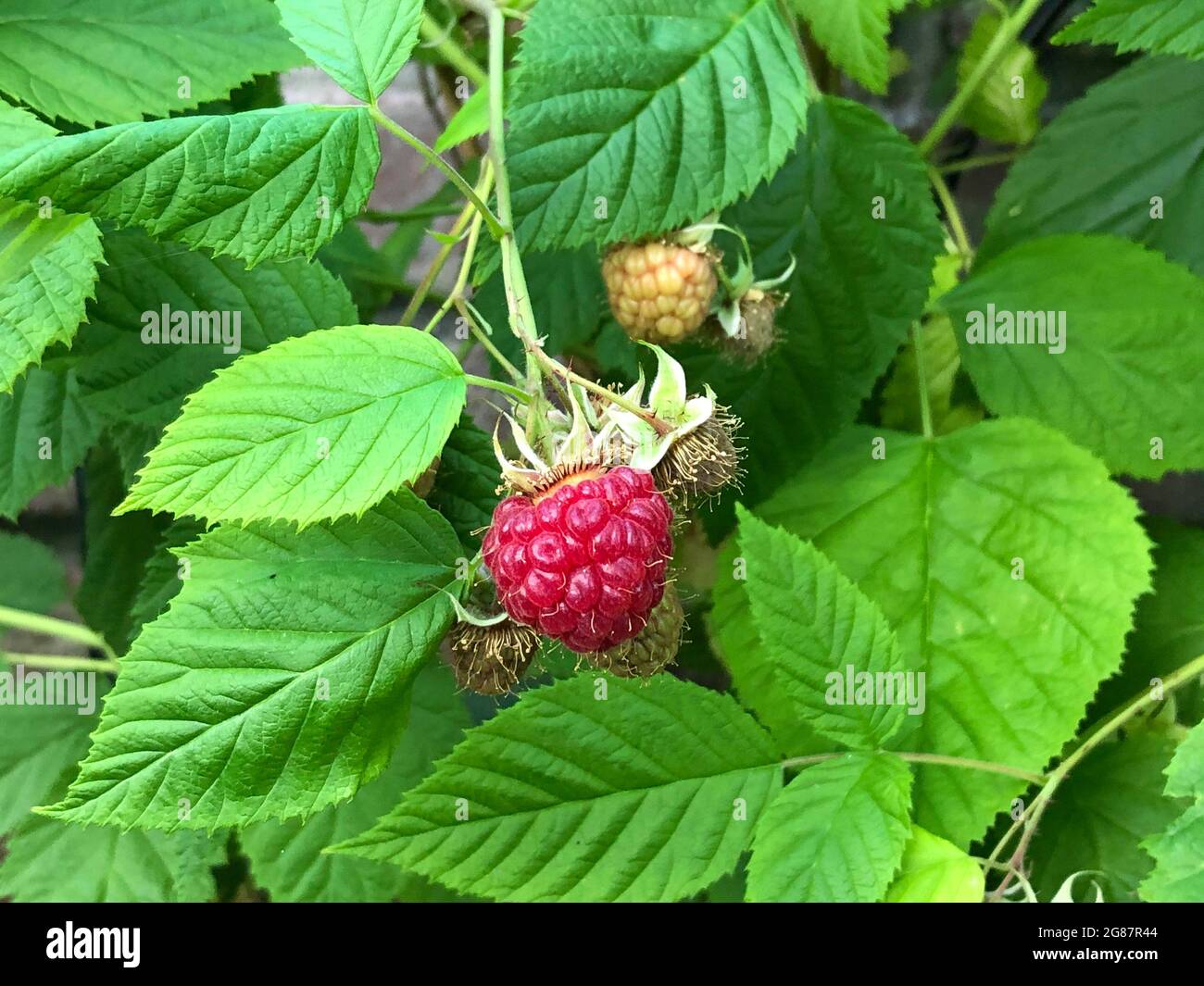 Lush green raspberry vines with new raspberry fruits forming and one ...