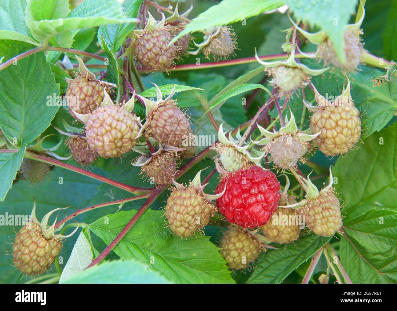 Lush green raspberry vines with new raspberry fruits forming and one ...