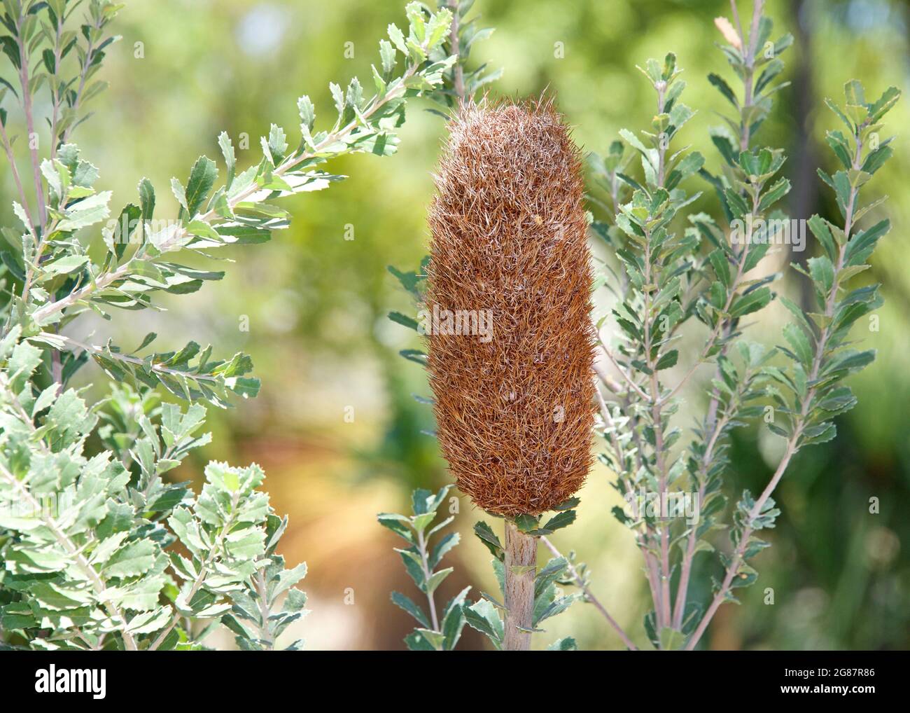 Banksia Ashbyi, commonly known as Ashby's banksia. Flower bloom dried ...