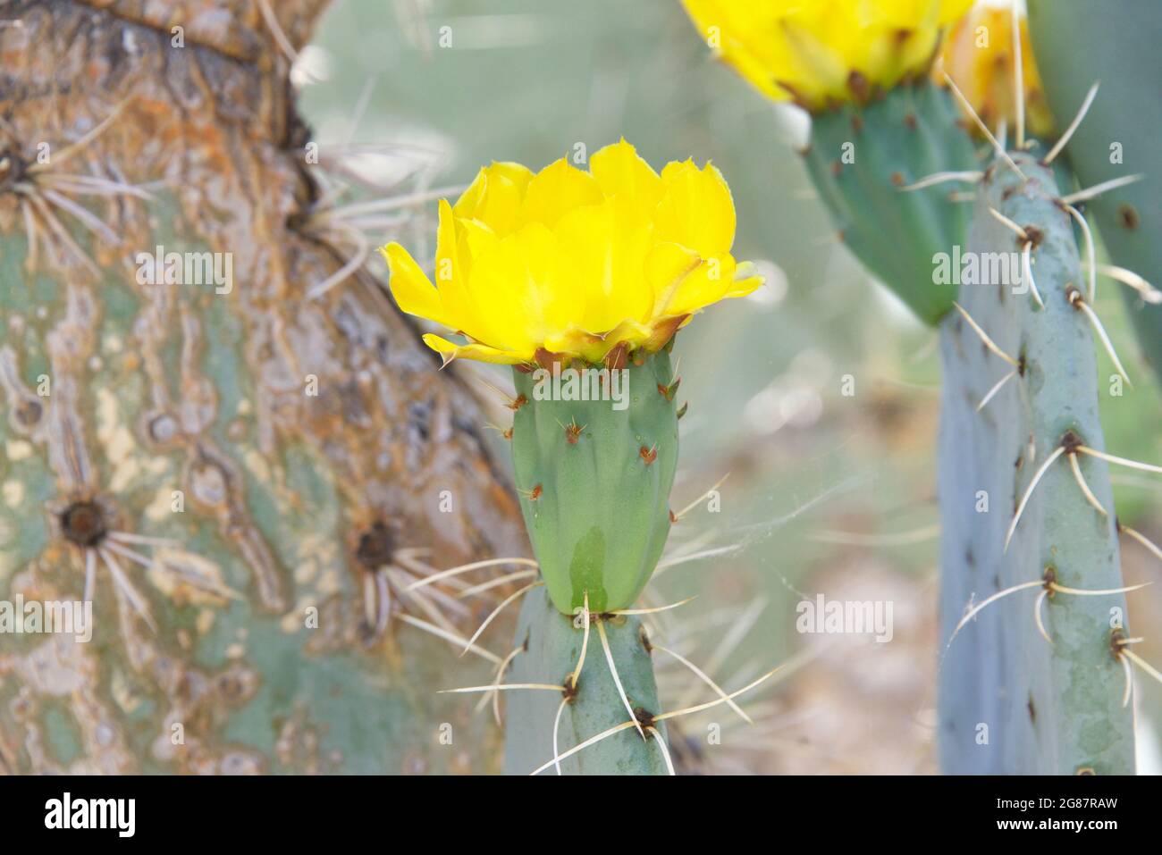 Cacti fruit hi-res stock photography and images - Alamy