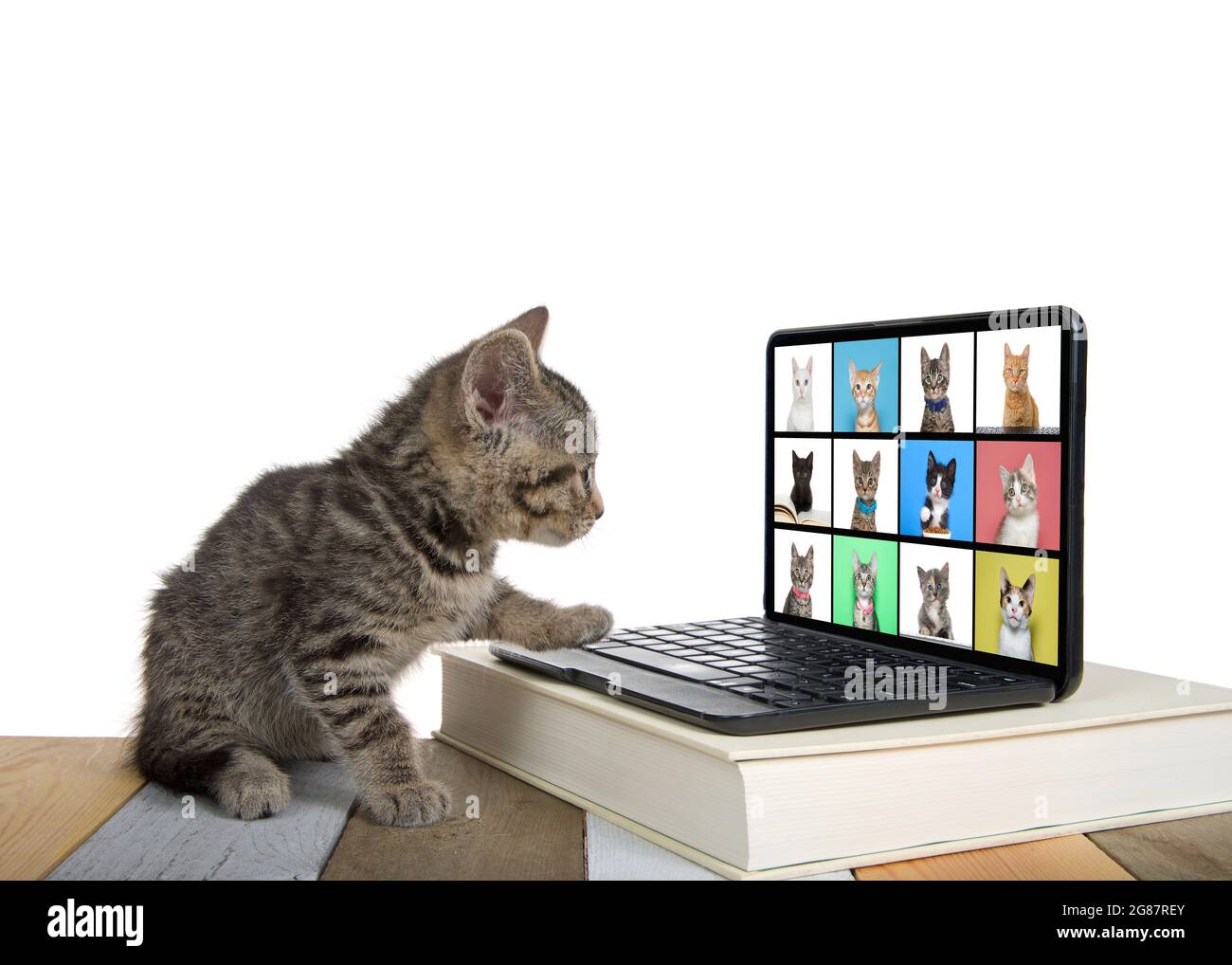 Digital learning kittens hi-res stock photography and images - Alamy
