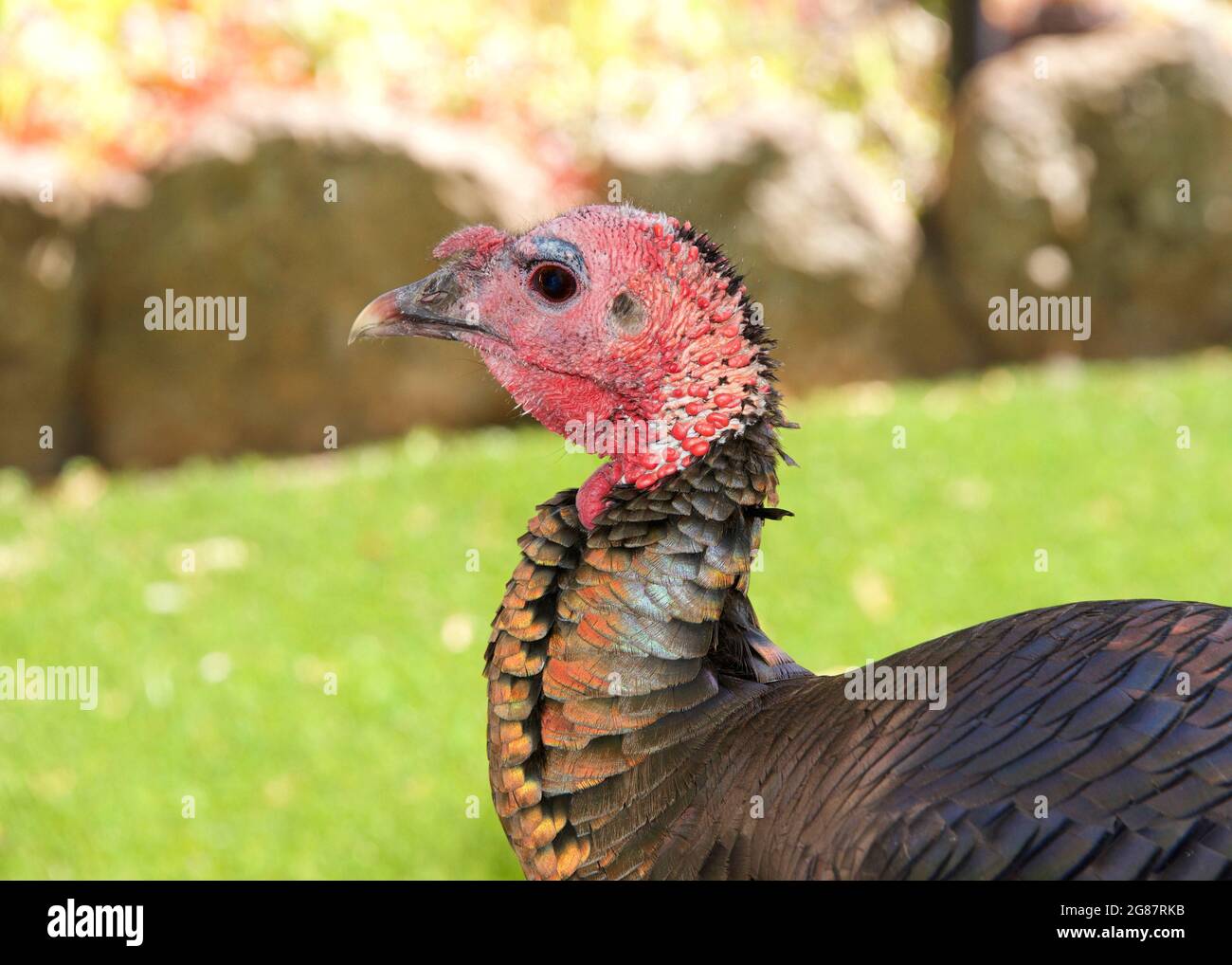 Male turkey snood hi-res stock photography and images - Alamy