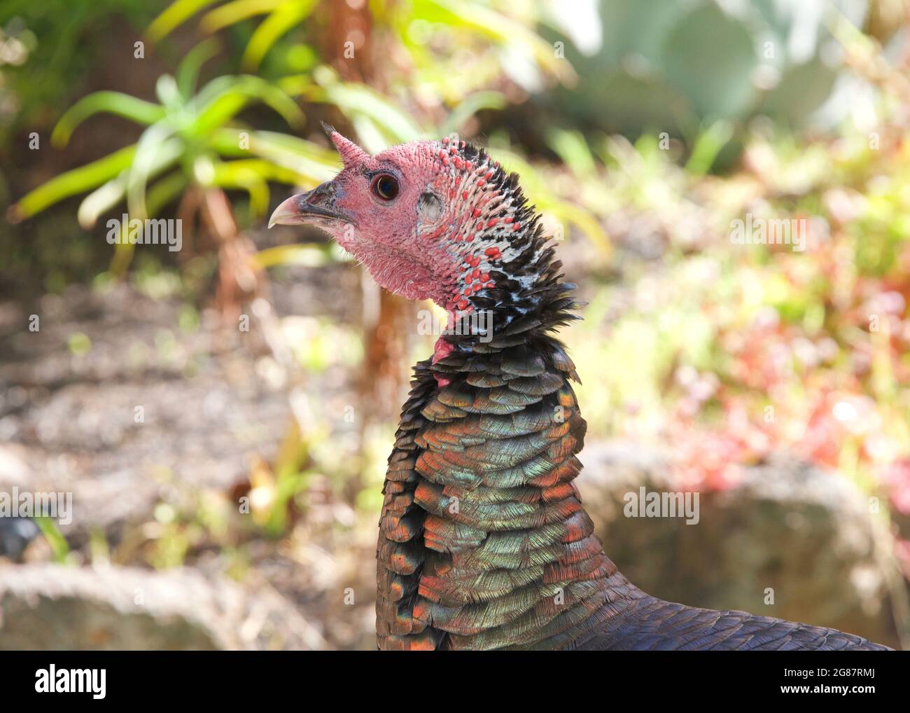 Male turkey snood hi-res stock photography and images - Alamy