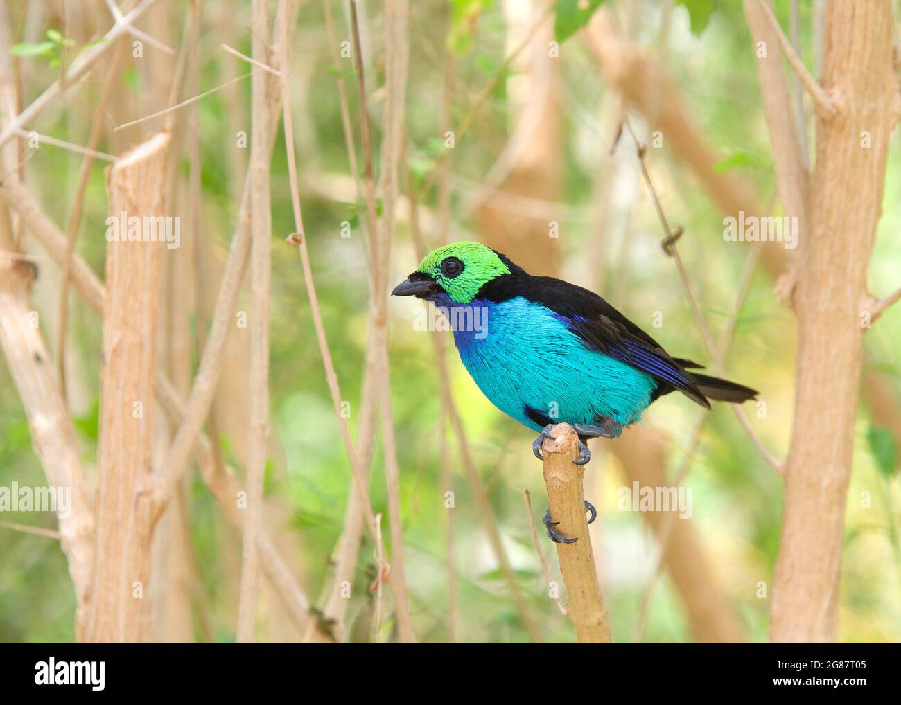 Paradise tanager hi-res stock photography and images - Alamy