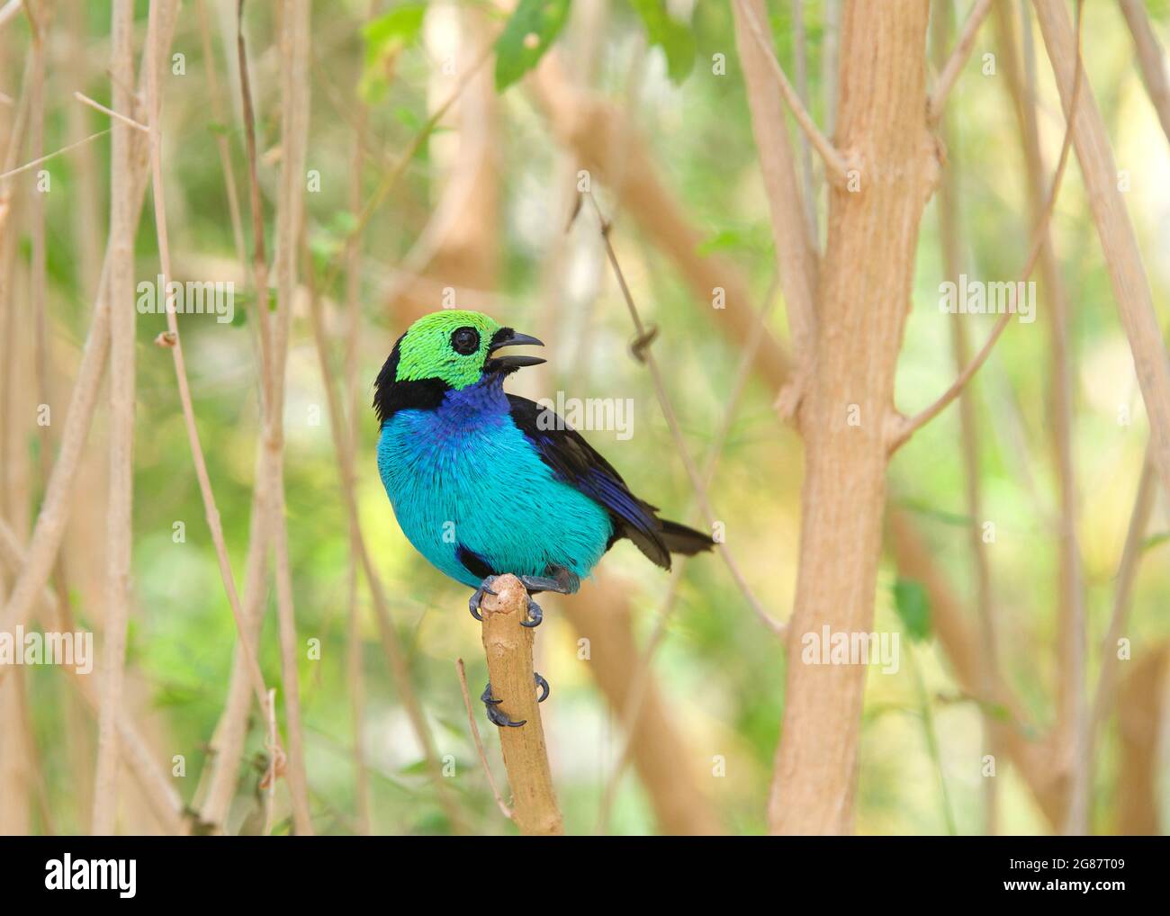 Songbird blue tree hi-res stock photography and images - Alamy