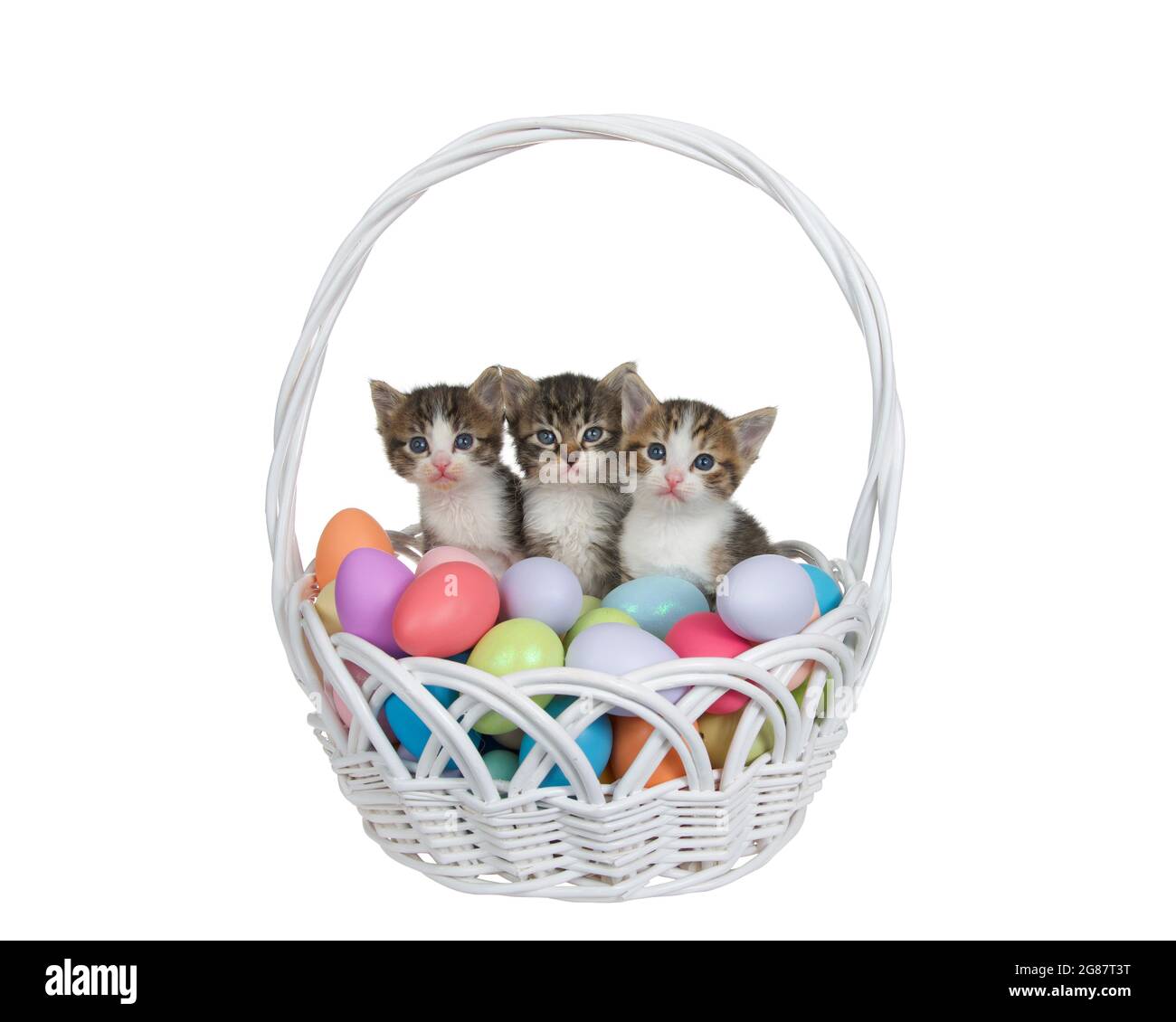 Adorable tabby kittens sitting in a white wicker easter basket filled ...
