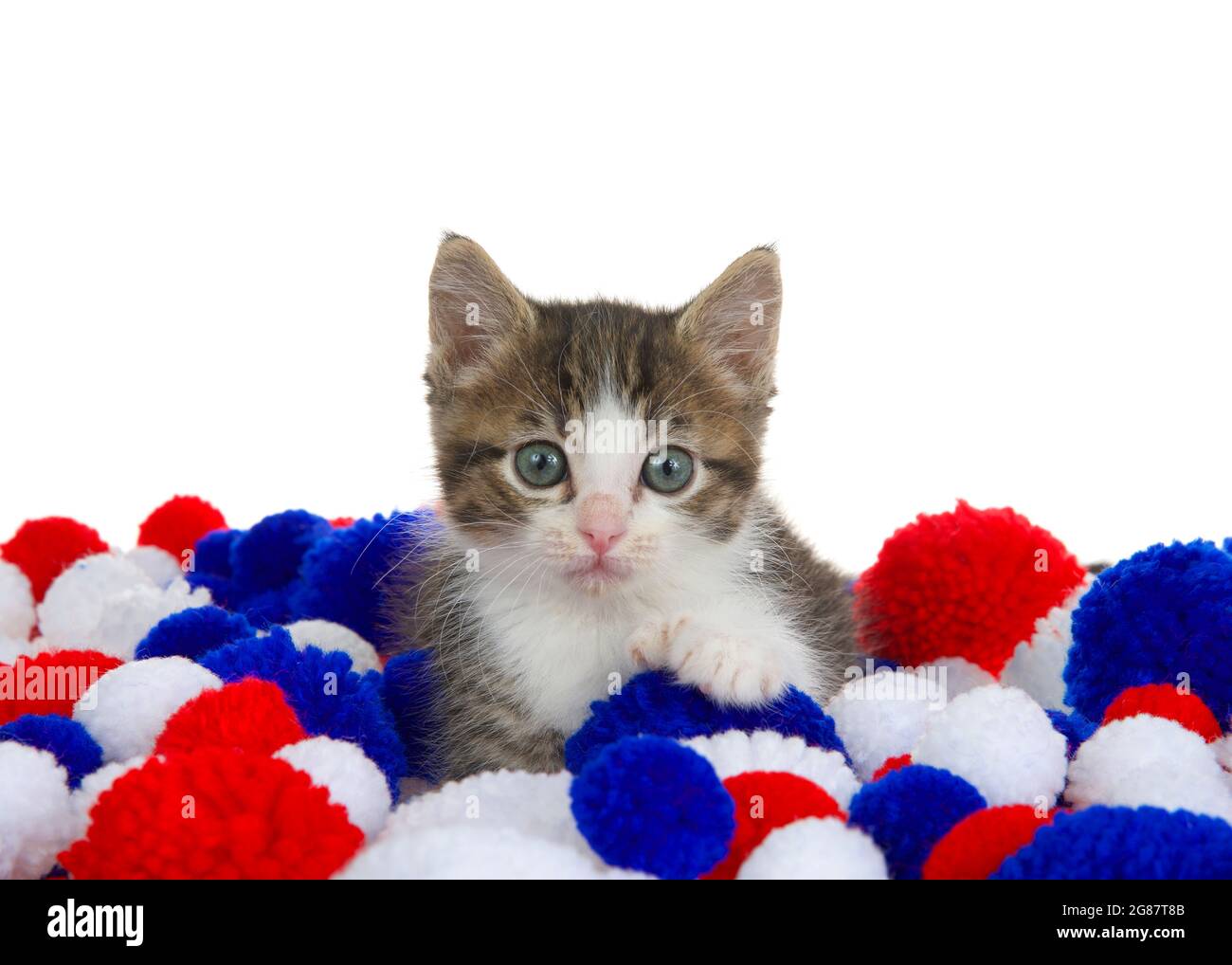 American Polydactyl Black And White