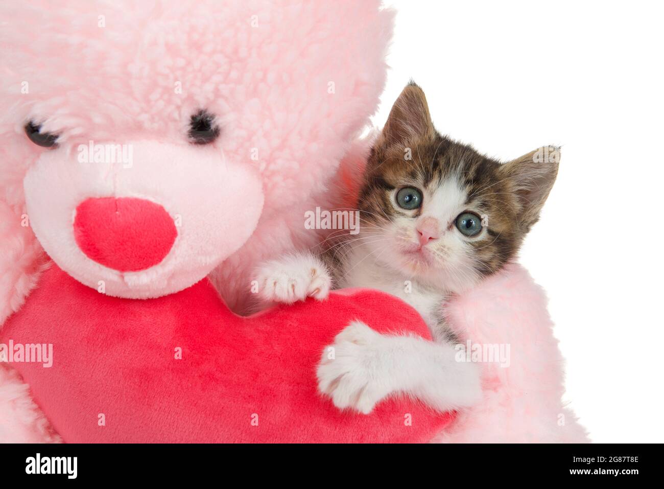 Close up of an adorable grey and white polydactyl kitten hugging a ...