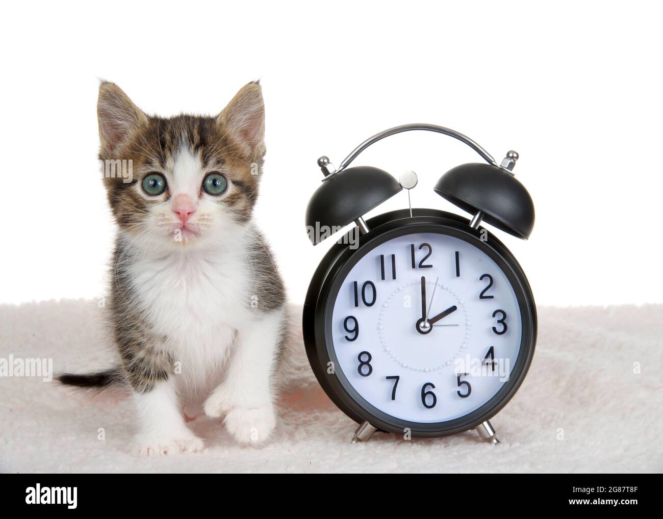 Cat and clock hi-res stock photography and images - Alamy