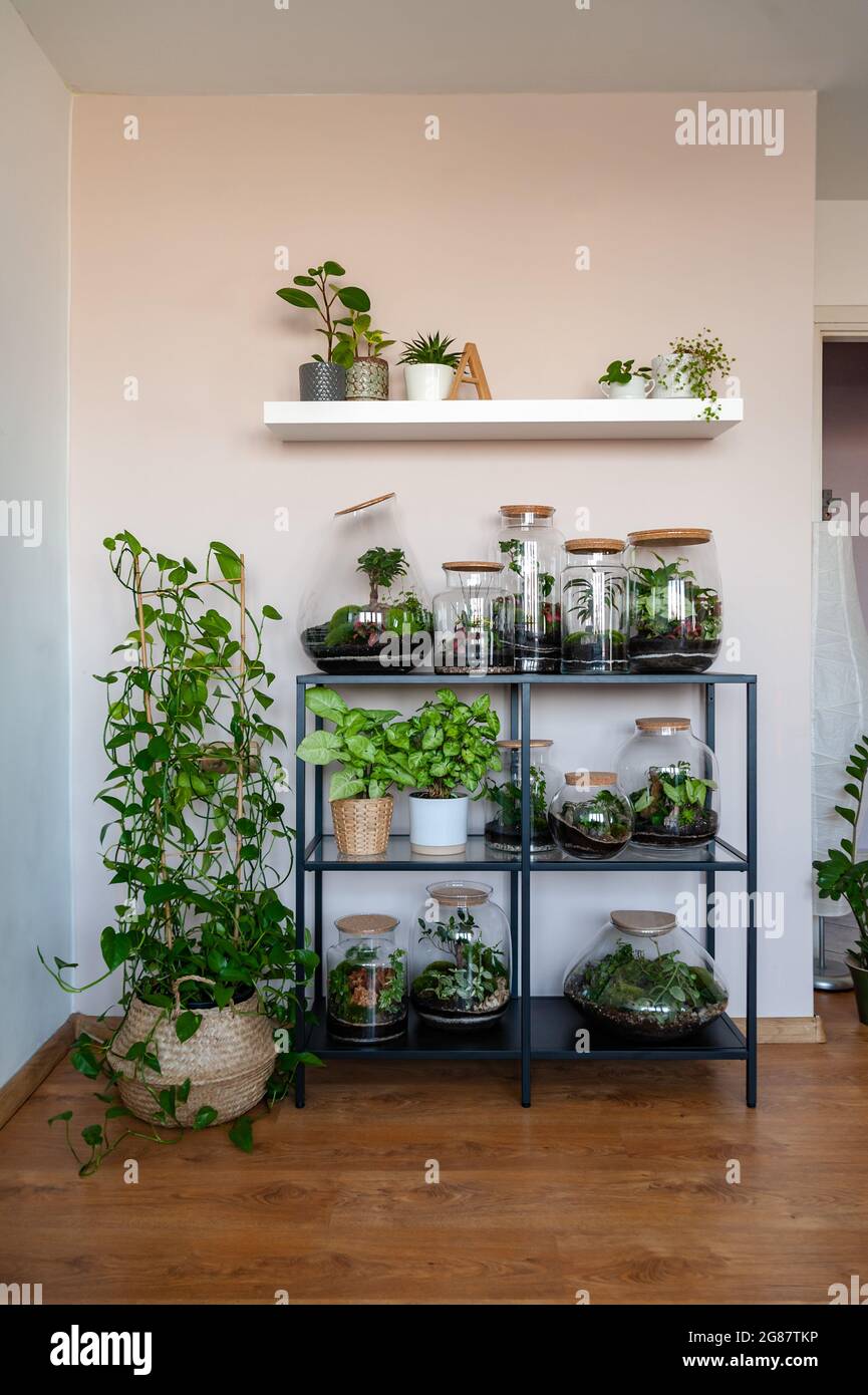 Shelf with forests in glass, exhibition, exposition. Plant terrariums ...