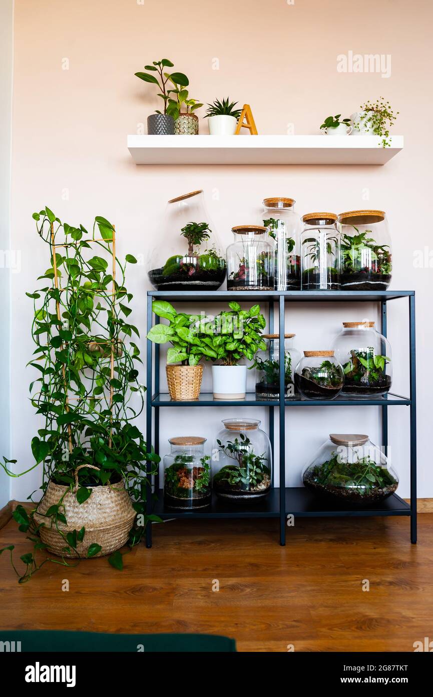 Shelf with forests in glass, exhibition, exposition. Plant terrariums ...