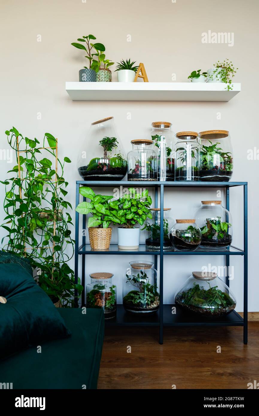 Shelf with forests in glass, exhibition, exposition. Plant terrariums ...