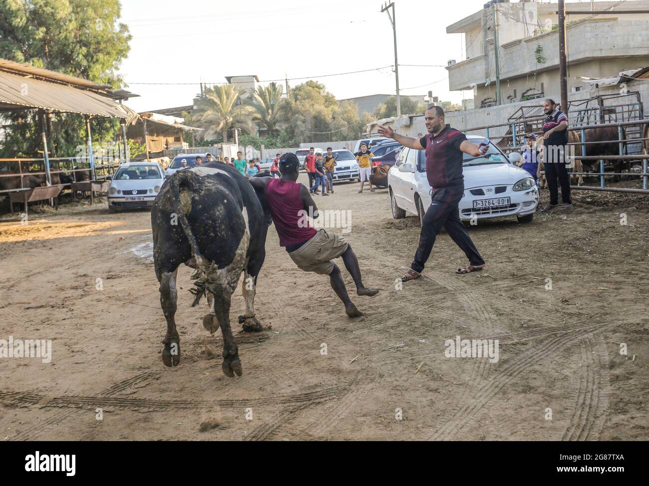 Cows chasing sheep hi-res stock photography and images - Alamy
