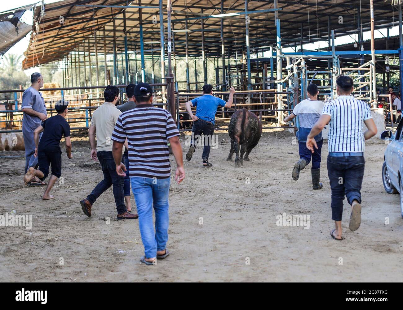 Cows chasing sheep hi-res stock photography and images - Alamy