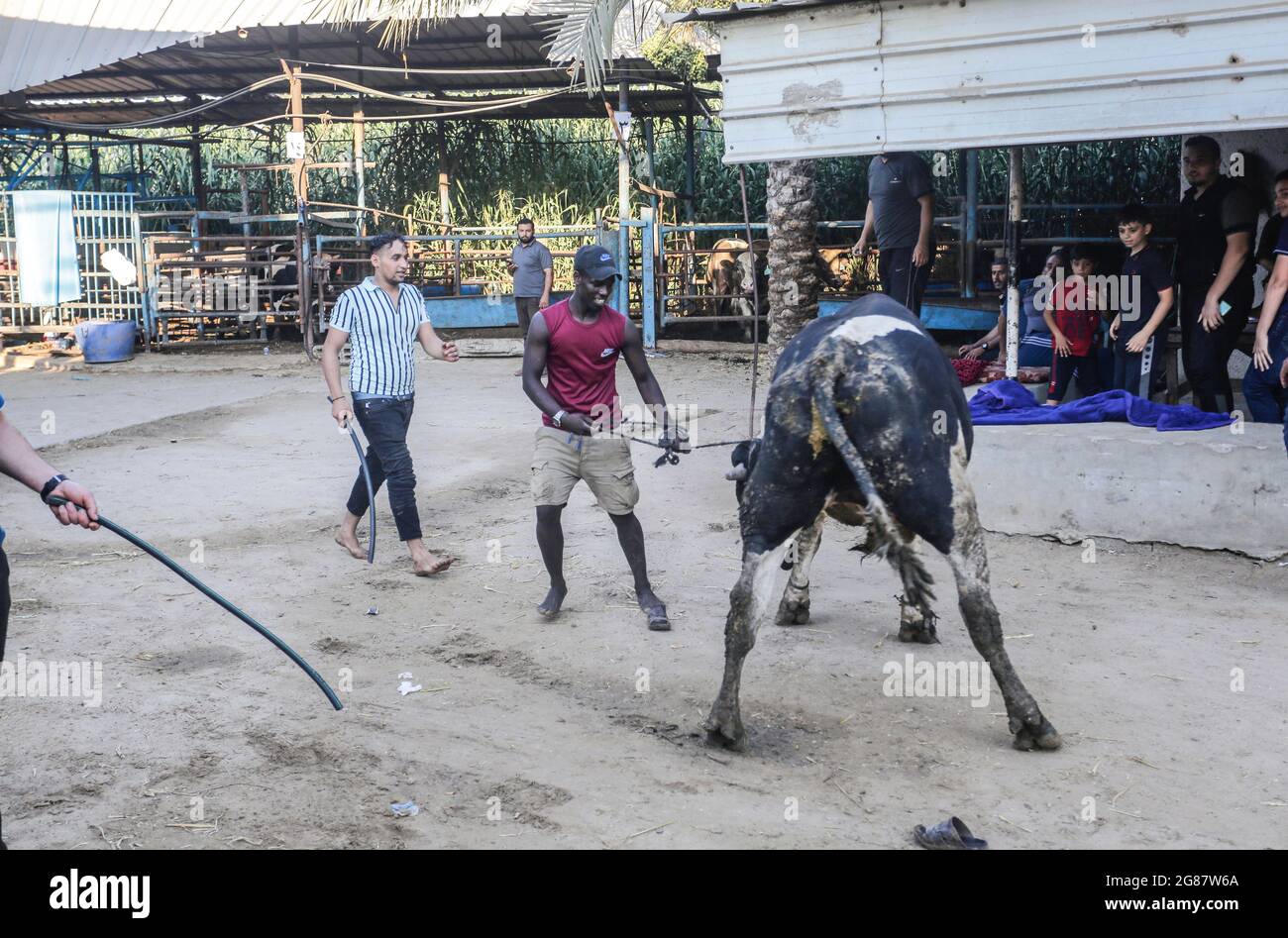 Cows chasing sheep hi-res stock photography and images - Alamy