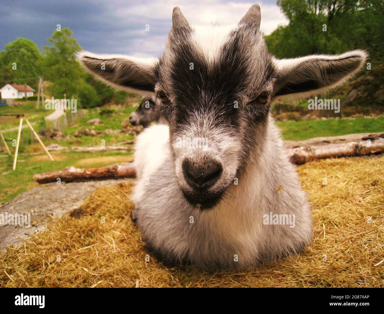 A closeup of a goat lying on a farm field covered in greenery under the ...