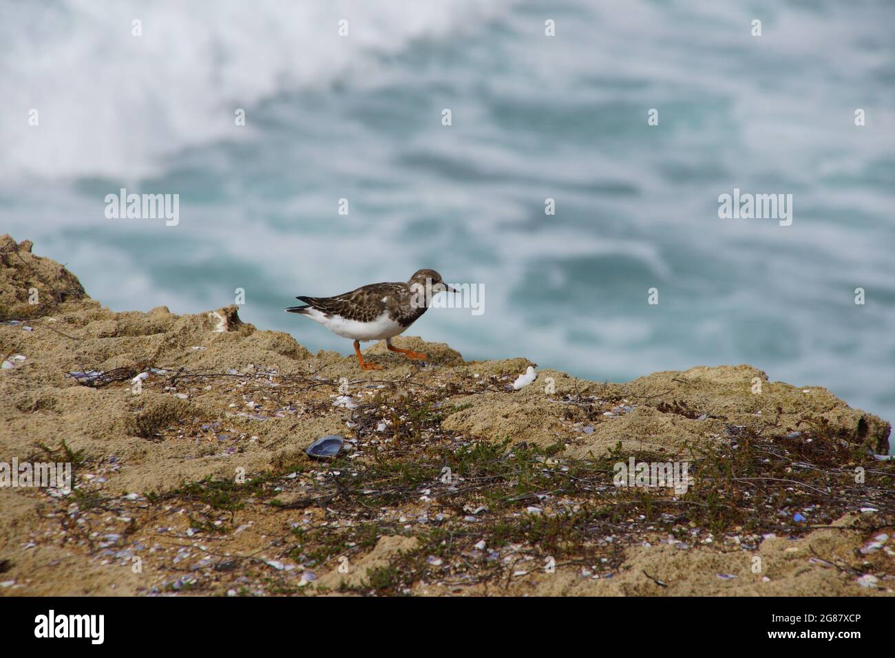 A closeup of a turnstone on the shore with the sea in the daylight in ...