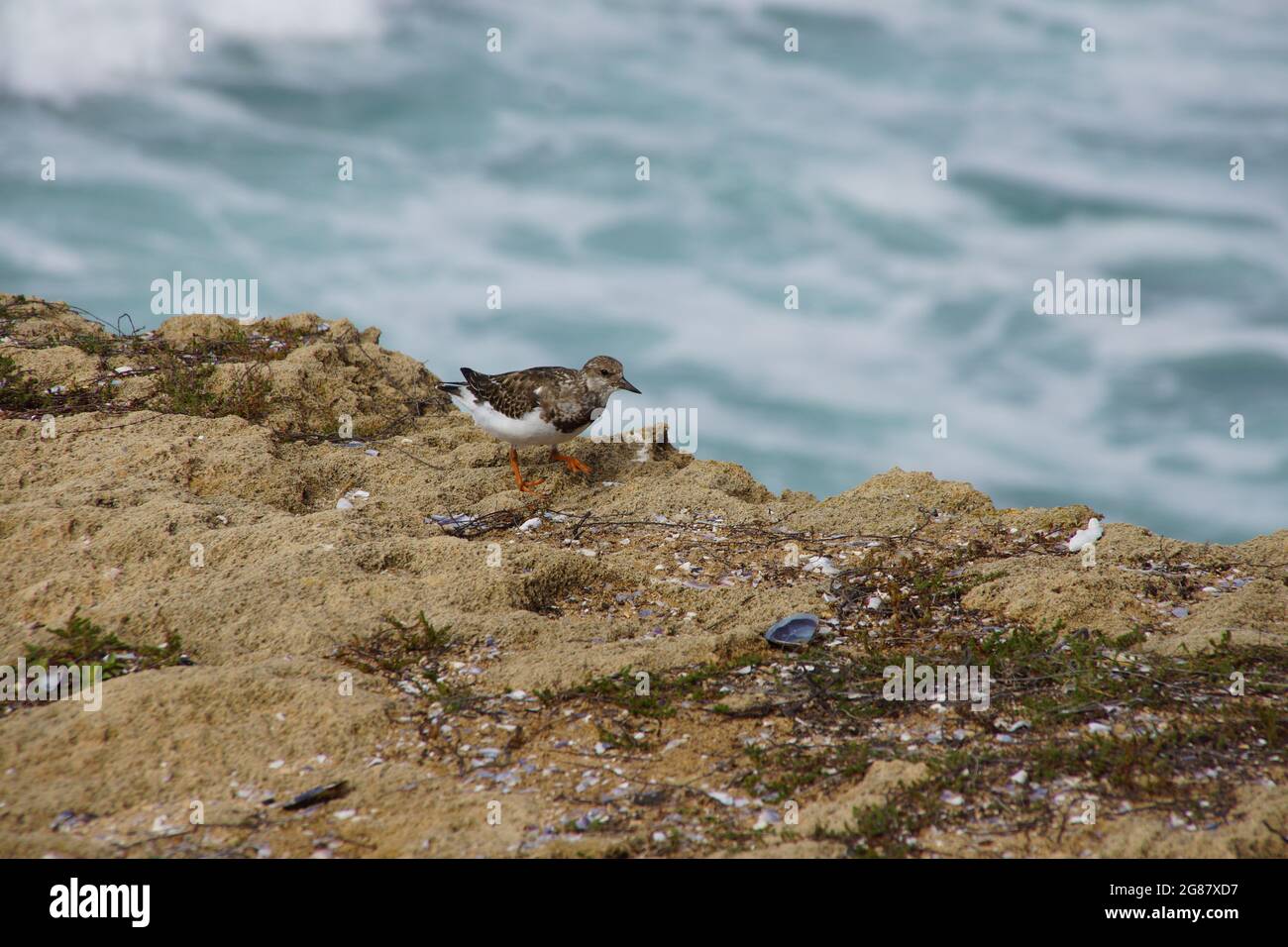 A closeup of a turnstone on the shore with the sea in the daylight in ...