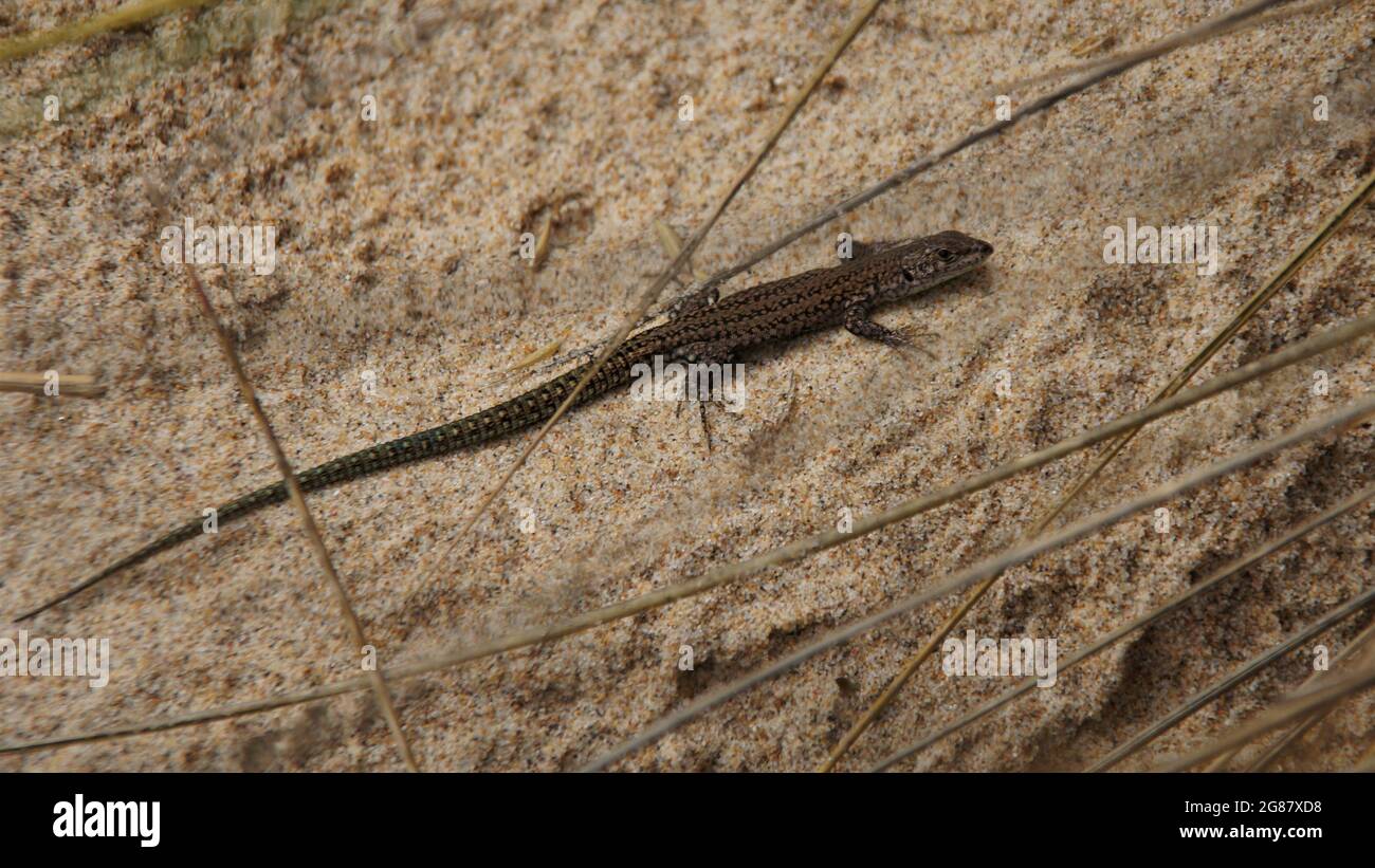 A closeup of a lizard crawling on a wall in a field in the daylight ...