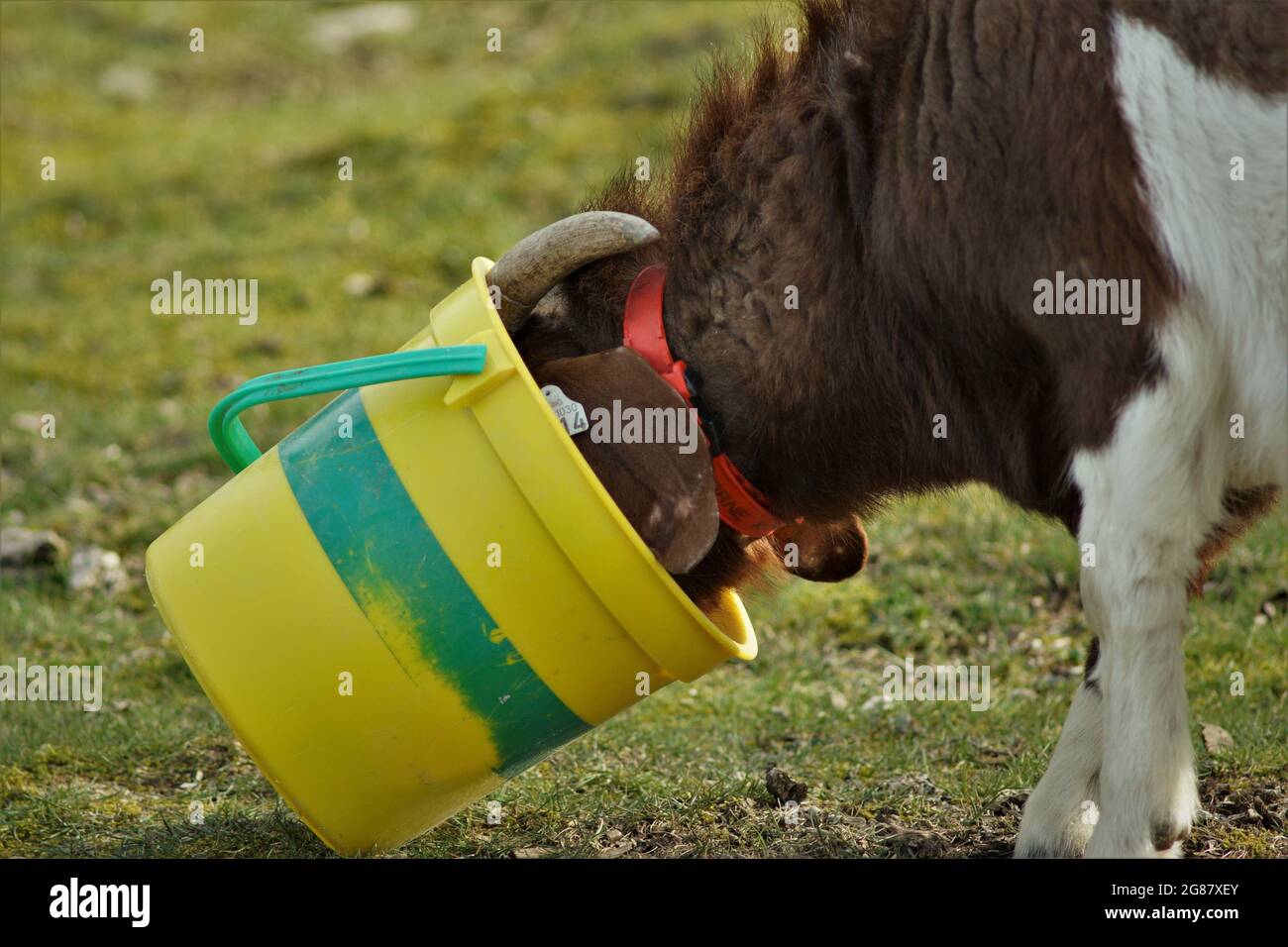 Feeding from bucket hi-res stock photography and images - Alamy