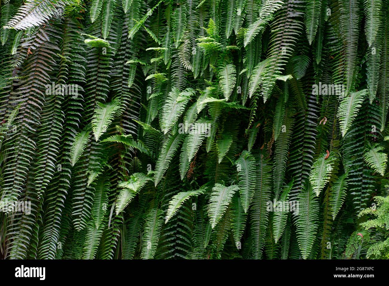 A closeup of fern leaves on a wall outdoors in the daylight Stock Photo ...