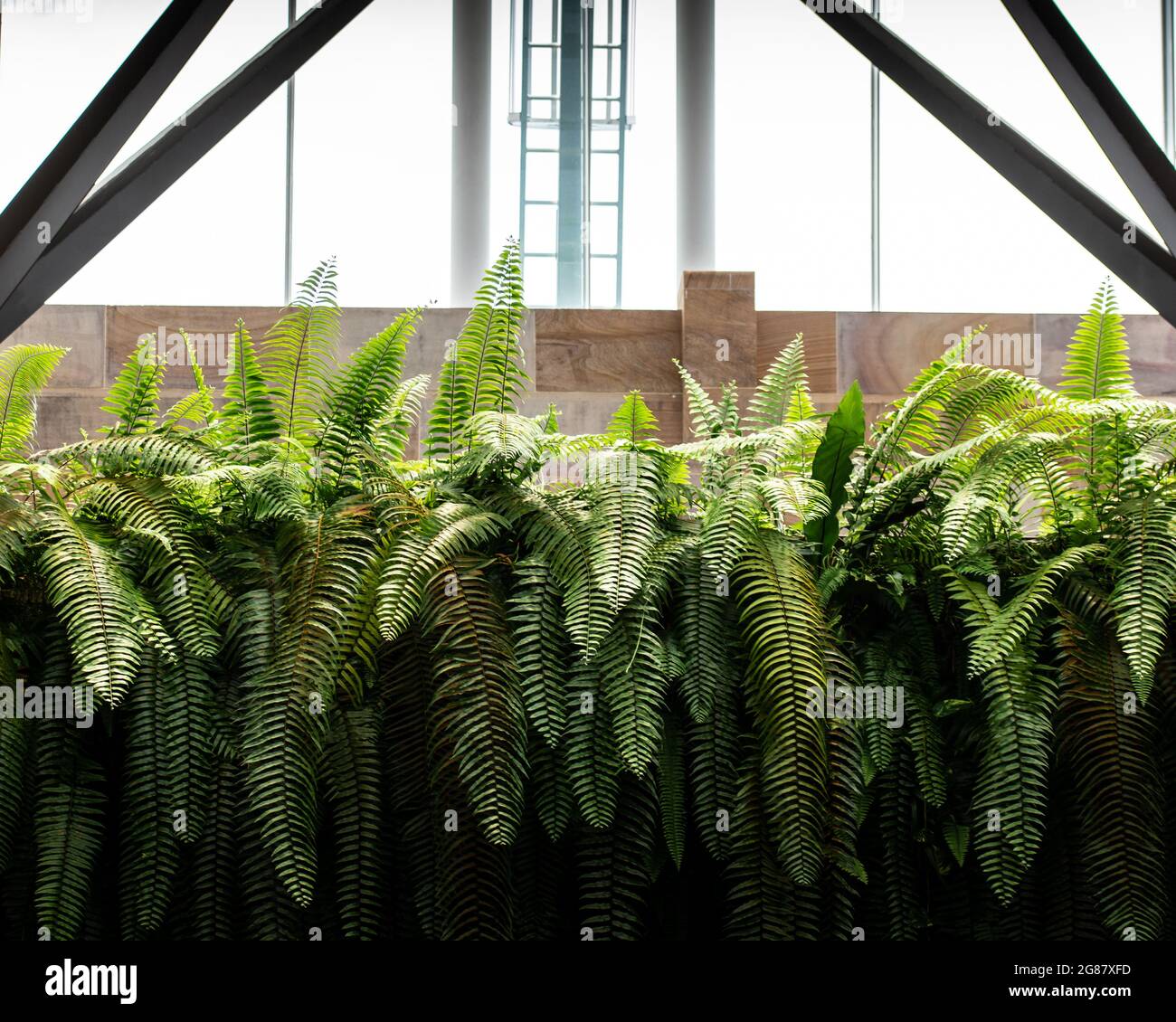 A closeup of fern leaves on a wall outdoors in the daylight Stock Photo ...