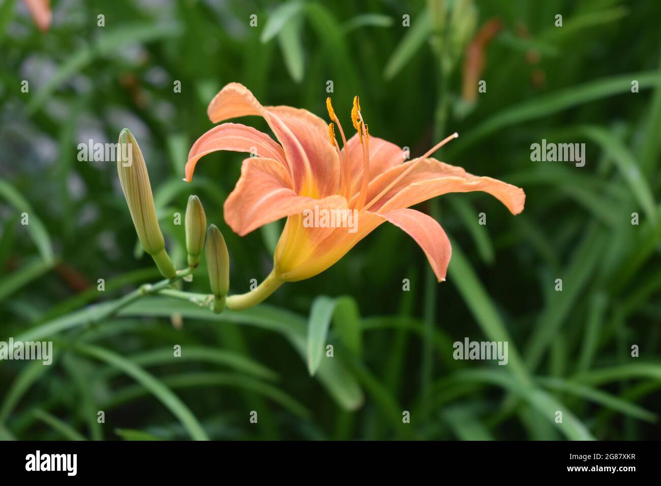 A blooming daylily flower and buds in the garden Stock Photo - Alamy