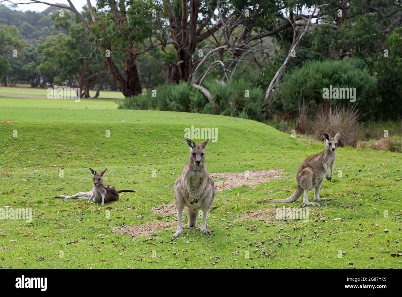 Kangaroo victoria australia hi-res stock photography and images - Alamy