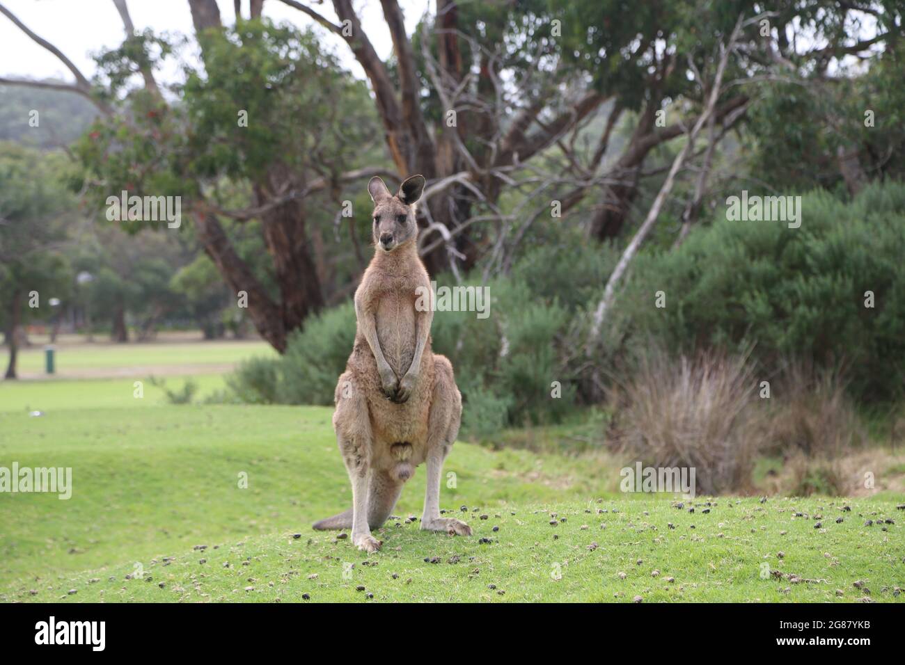 Male Kangaroo - Victoria, Australia Stock Photo - Alamy
