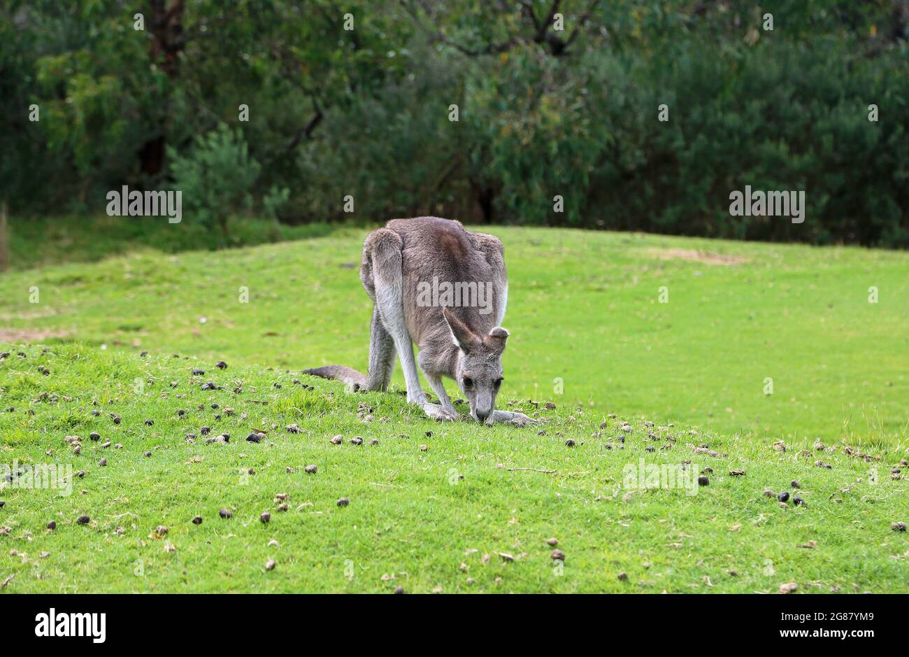 Kangaroo grazing - Victoria, Australia Stock Photo - Alamy