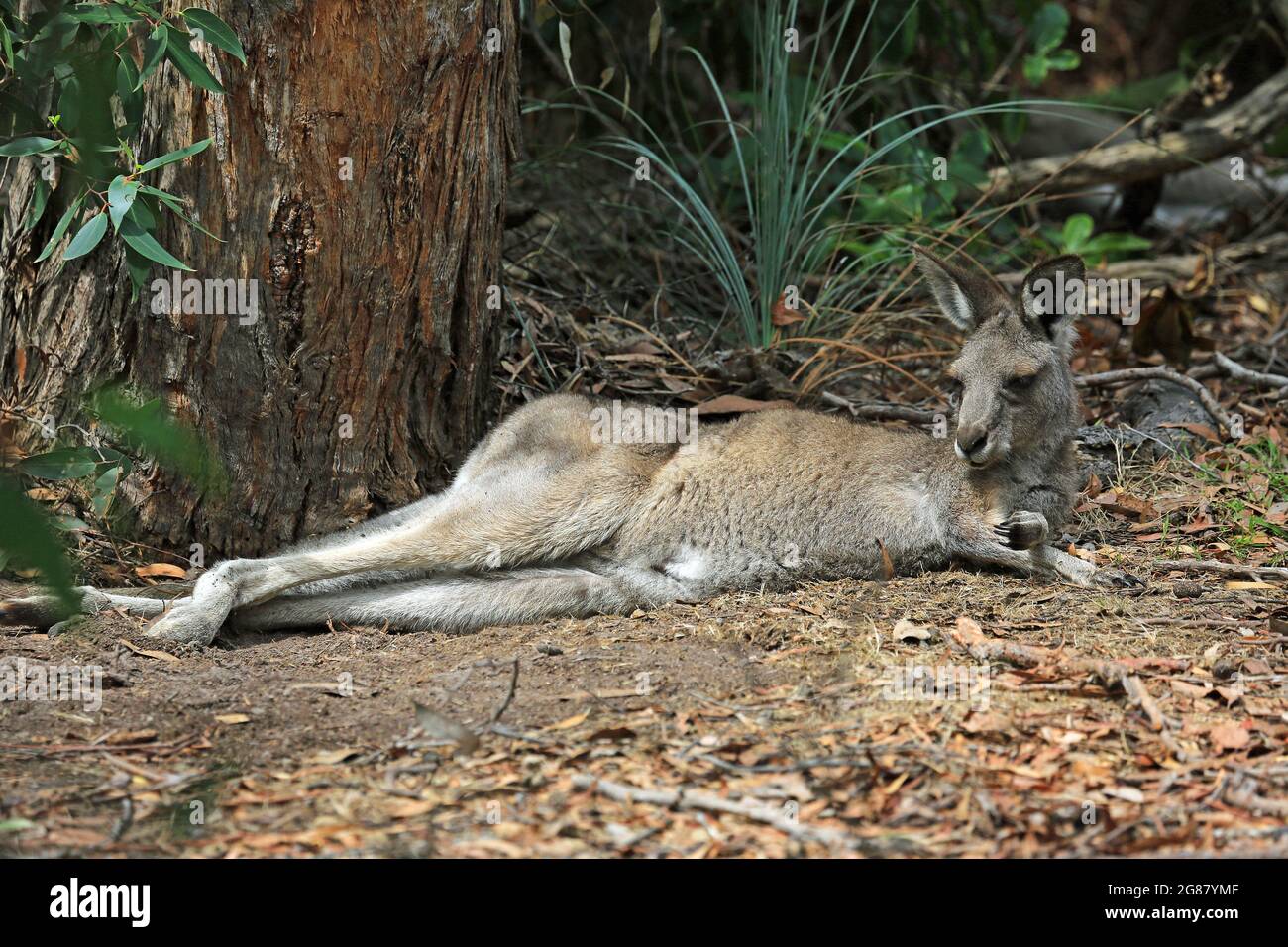 Kangaroo resting - Victoria, Australia Stock Photo - Alamy