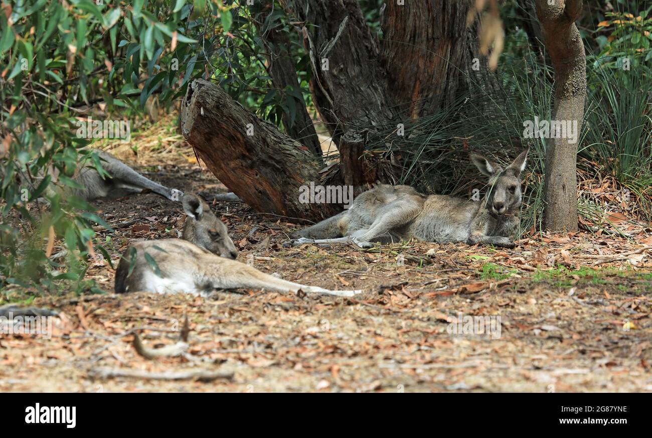 Kangaroo resting under tree - Victoria, Australia Stock Photo - Alamy