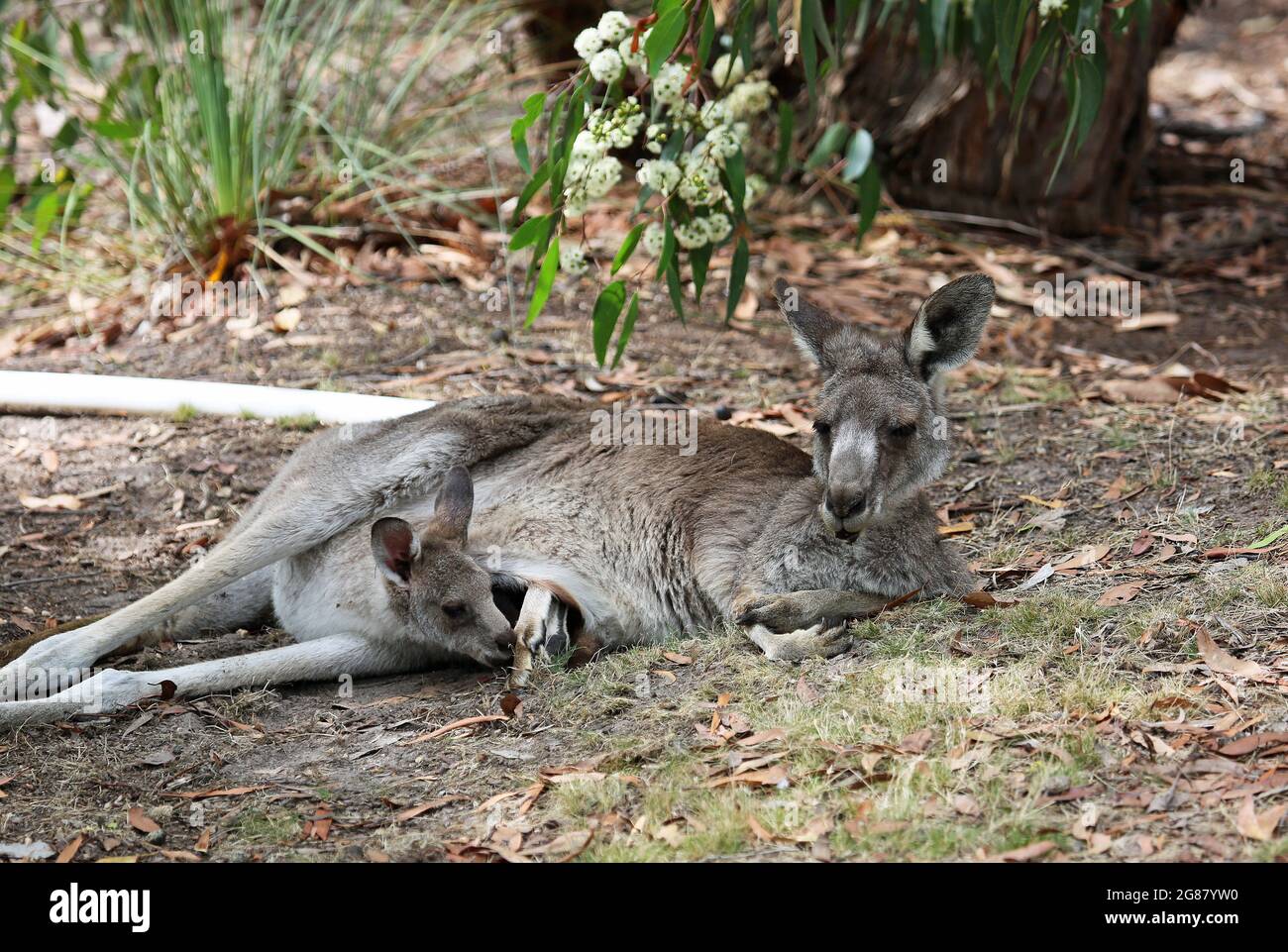 Mama Kangaroo with her baby resting - Victoria, Australia Stock Photo ...