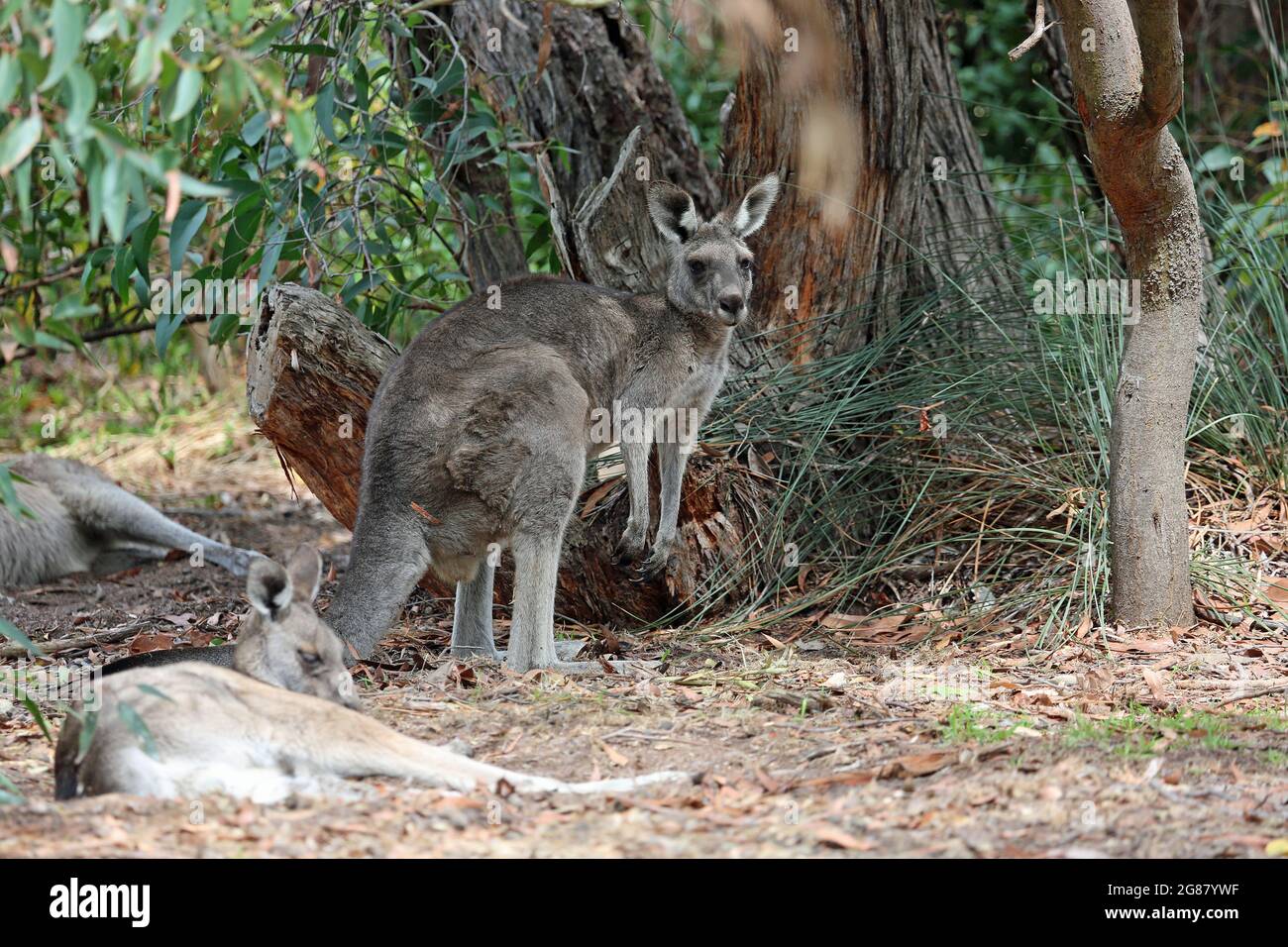 Kangaroo australia victoria hi-res stock photography and images - Alamy