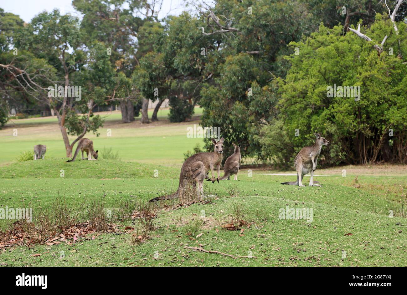 Scene with five Kangaroo - Victoria, Australia Stock Photo - Alamy