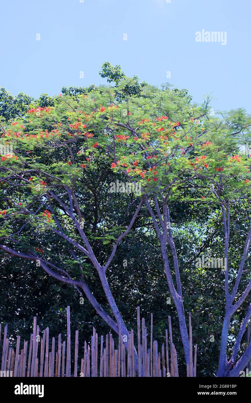 Guppy tree on blue sky background 3 Stock Photo - Alamy
