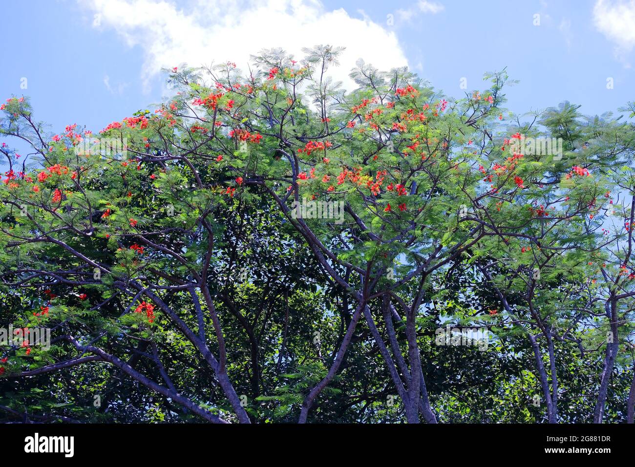 Guppy tree on blue sky background 1 Stock Photo - Alamy