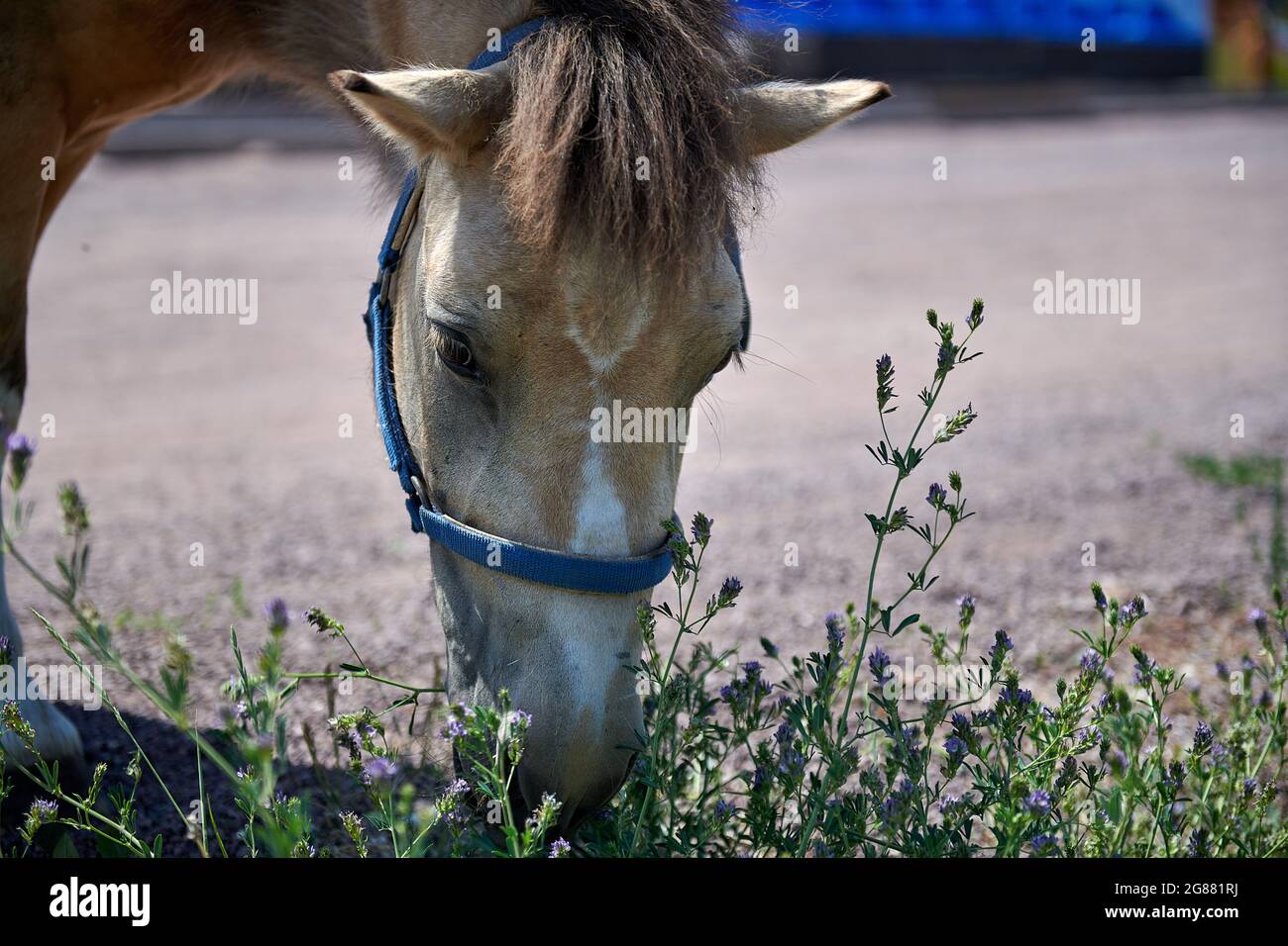 beautiful horse in the park close up Stock Photo - Alamy