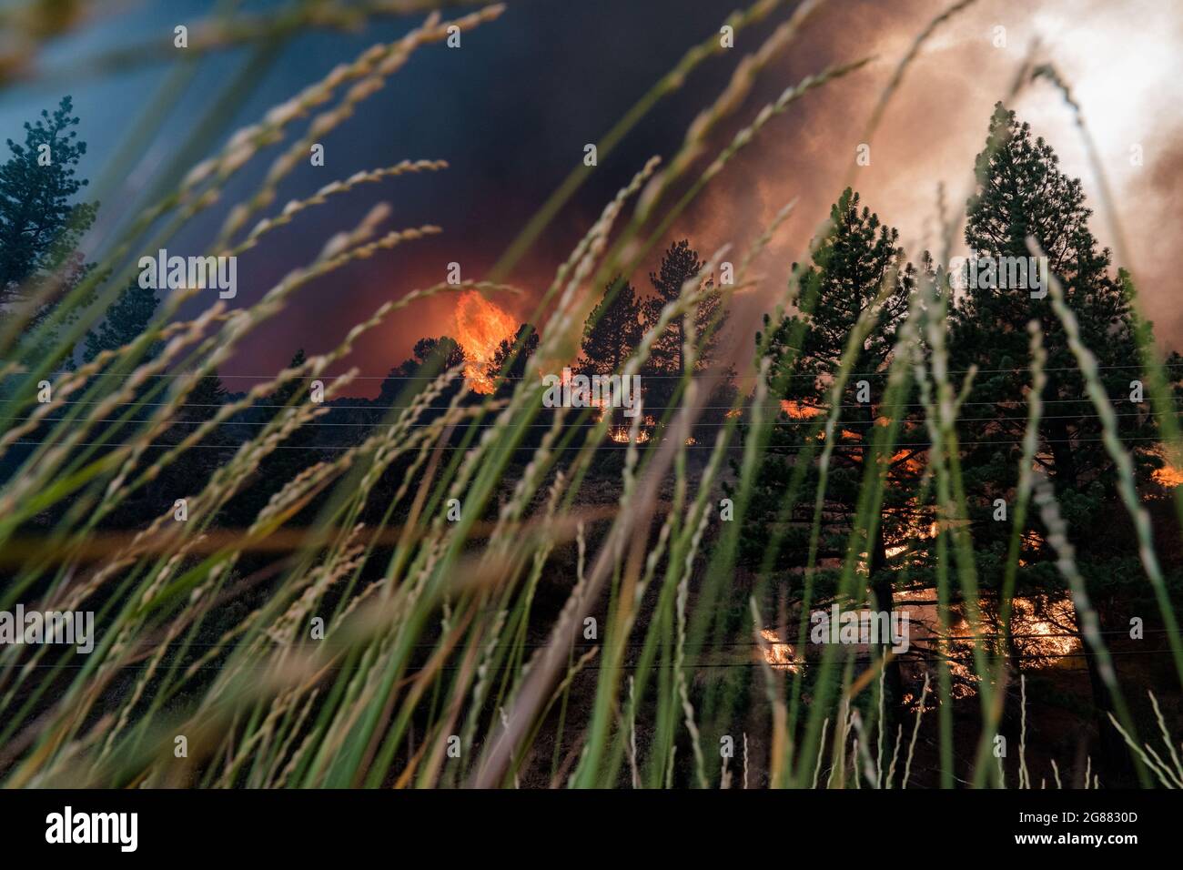 Tamarack fire hi-res stock photography and images - Alamy