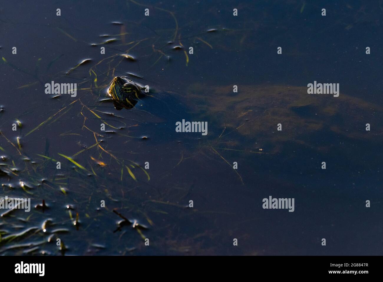 A turtle peeks above the surface of the water in a stream feeding into ...