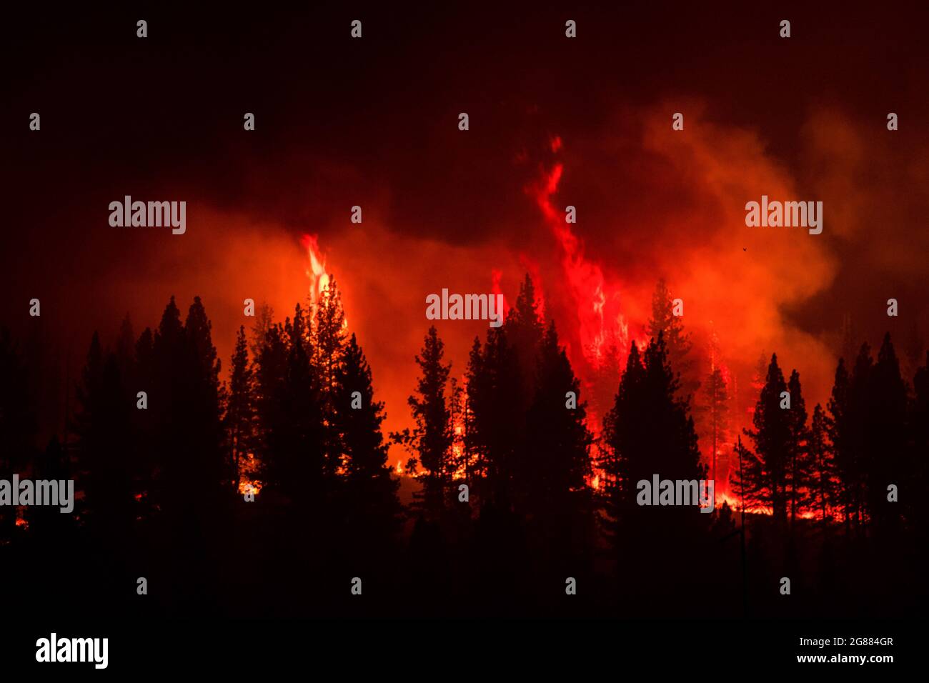 Trees burn through the night at the Tamarack fire. The Tamarack fire ...