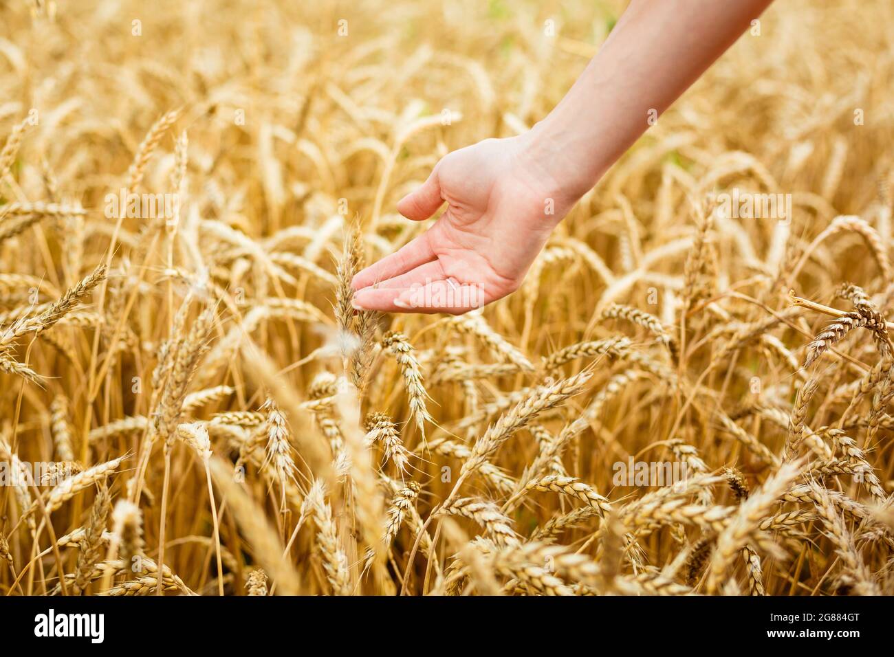 Hand farmer touching rye stems hi-res stock photography and images - Alamy
