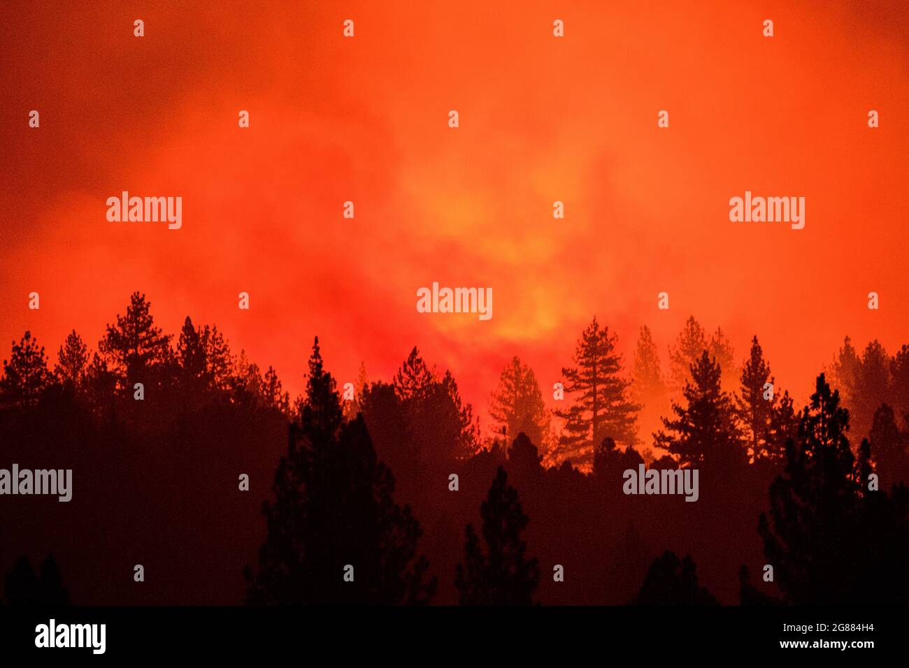Trees burn through the night at the Tamarack fire. The Tamarack fire ...