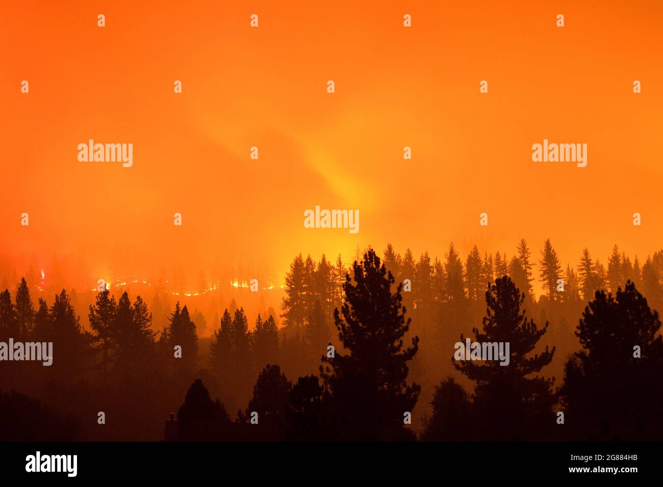 Trees burn through the night at the Tamarack fire. The Tamarack fire ...