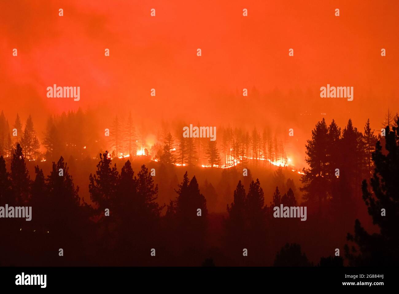 Trees burn through the night at the Tamarack fire. The Tamarack fire ...