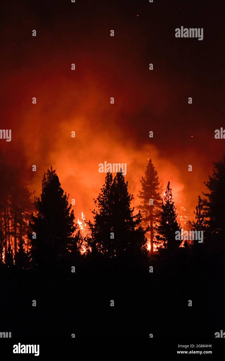 Trees burn through the night at the Tamarack fire. The Tamarack fire ...