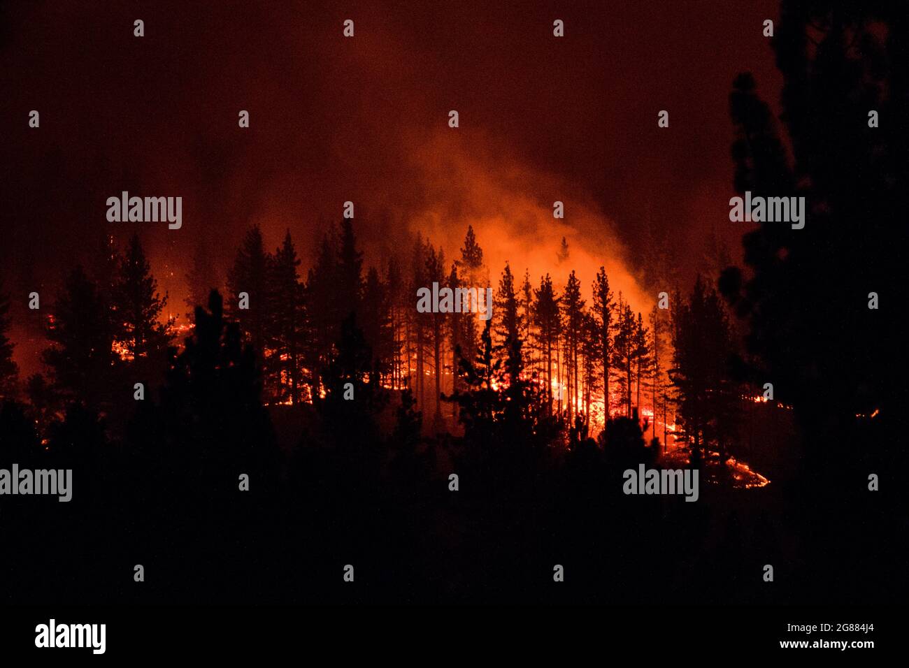 Trees burn through the night at the Tamarack fire. The Tamarack fire ...