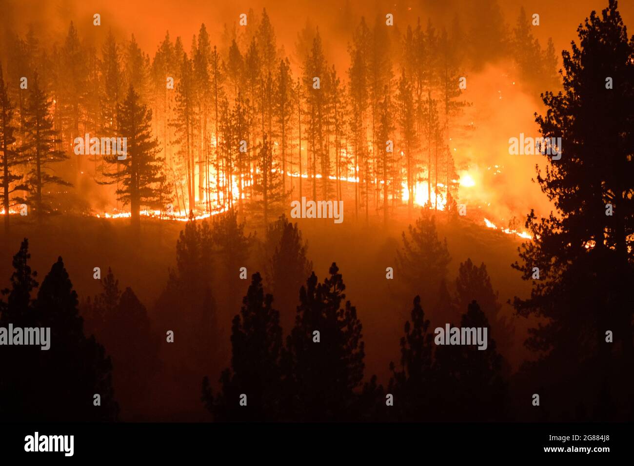 Trees burn through the night at the Tamarack fire. The Tamarack fire ...